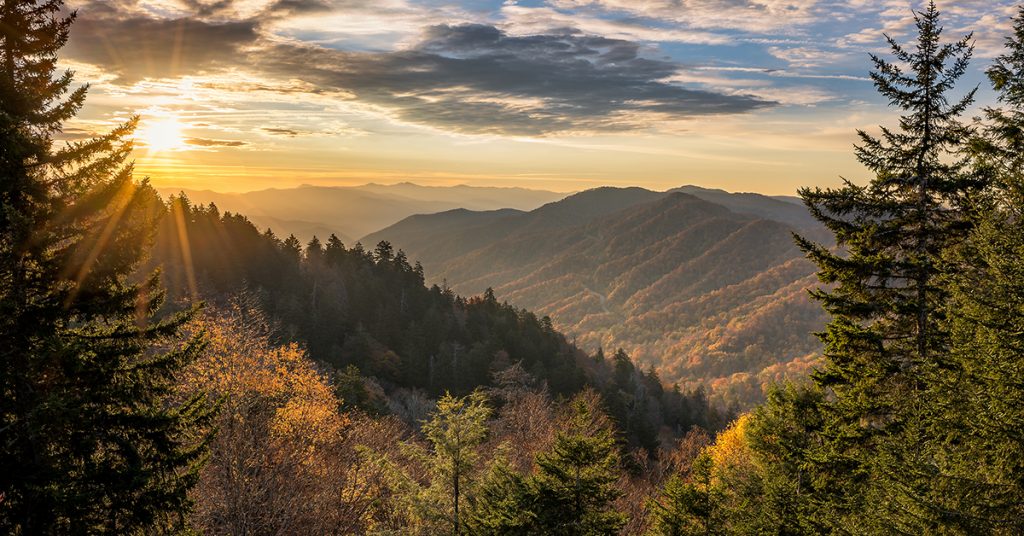 Introducing: American Forests | Petite Retreater