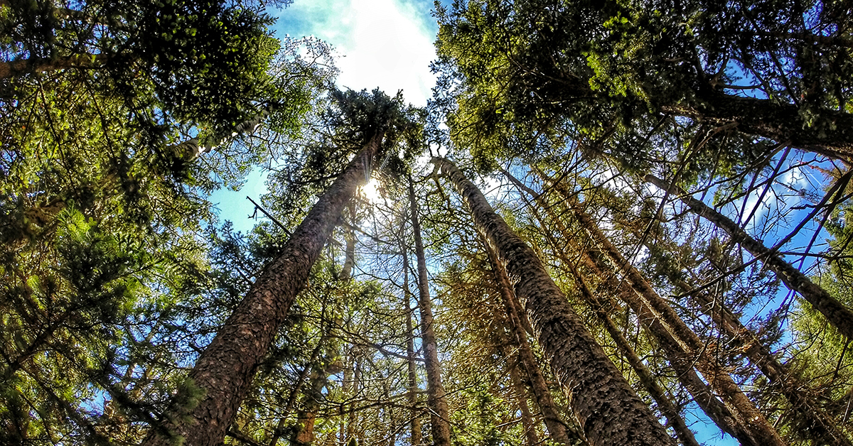 Introducing: American Forests | Petite Retreater