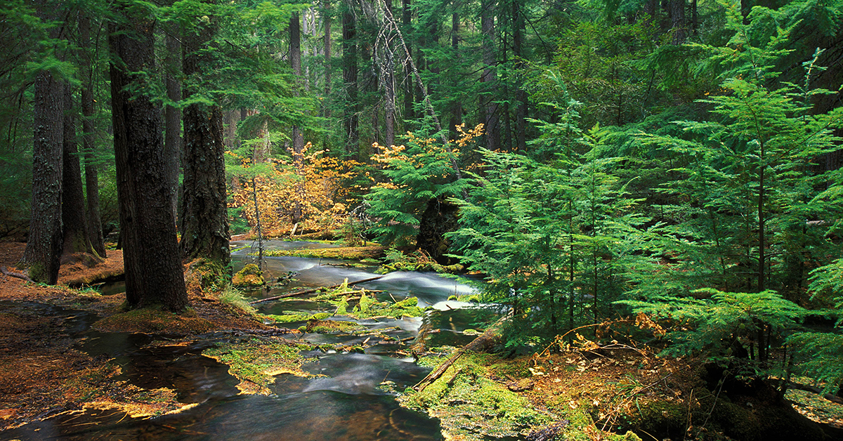 Introducing: American Forests | Petite Retreater