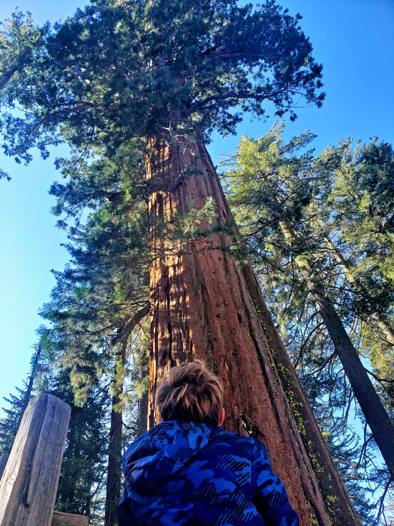 Hug A Tree | Petite Retreater